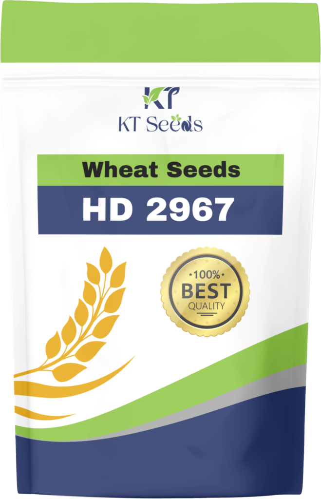 Wheat Seeds - KT Seeds
